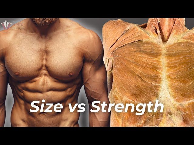 Strength vs Hypertrophy: Which One Builds More Muscle? - nm weekly